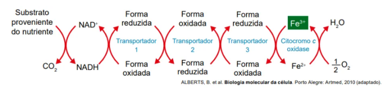 Enem: Toxicidade do cianeto A produção de ATP depende do